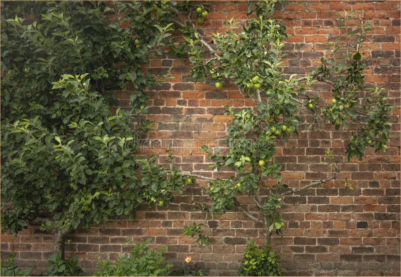 Espalier Apple Tree Against a Red Brick Wall Stock Image - Image of ...