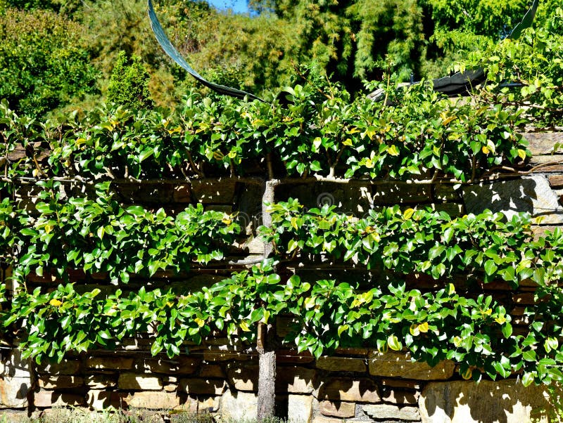 Espaliered Pear Tree on a Sunny Day Stock Image - Image of sunny ...