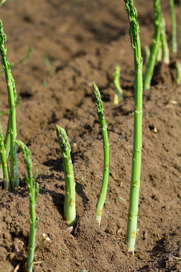 Espargos Verdes Num Campo De Espargos Foto de Stock - Imagem de colher ...