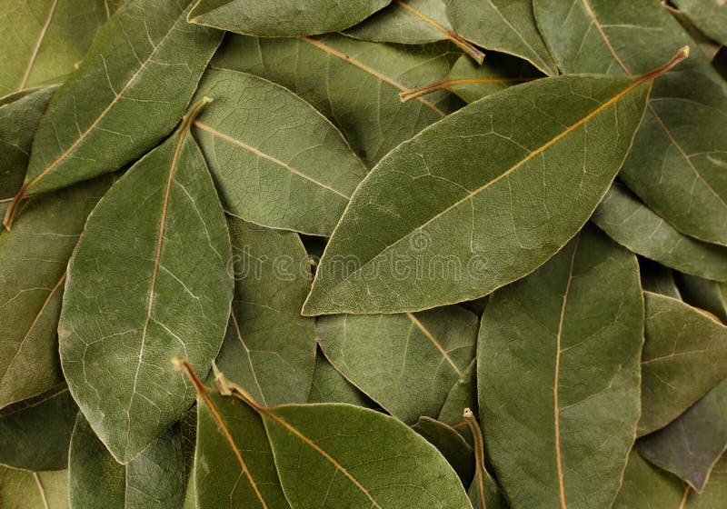 Especia De La Hoja De Laurel Imagen de archivo - Imagen de hoja, seco ...