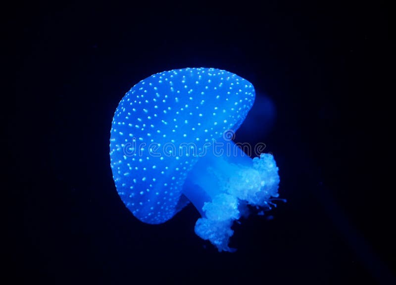 Especie Azul De Las Medusas Imagen de archivo - Imagen de océano ...