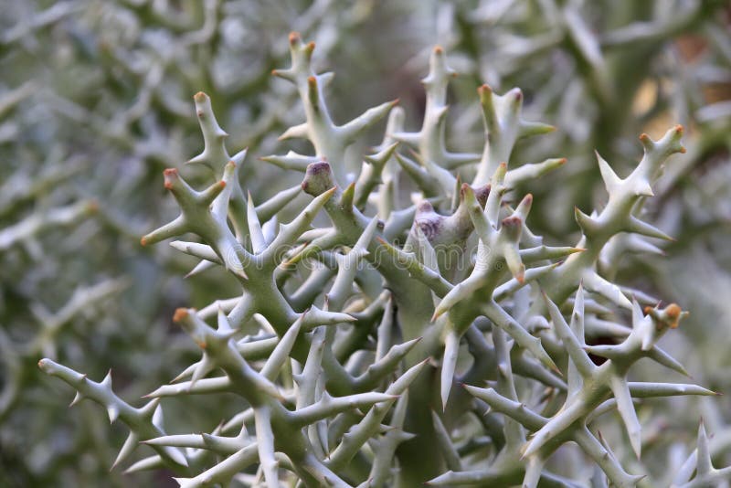 Especie de Psammophytes foto de archivo. Imagen de seco - 39936630