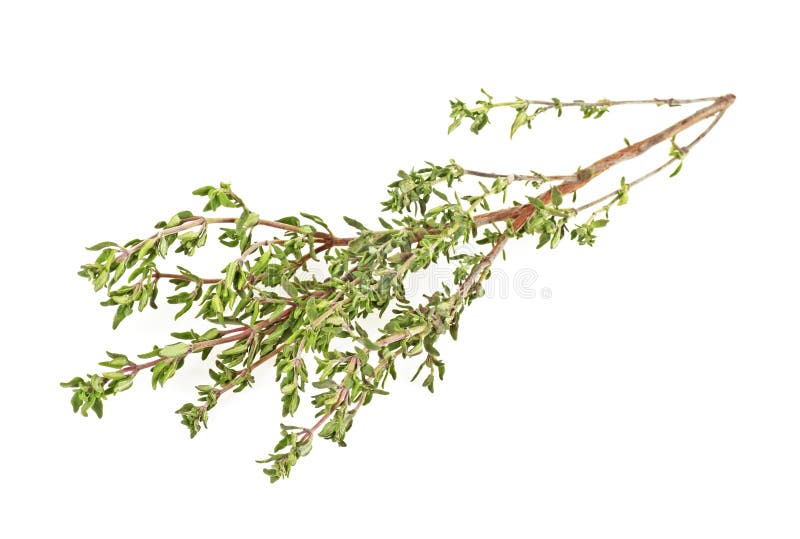 Especie Fresca De Tomillo Aislada En Fondo Blanco Foto de archivo ...