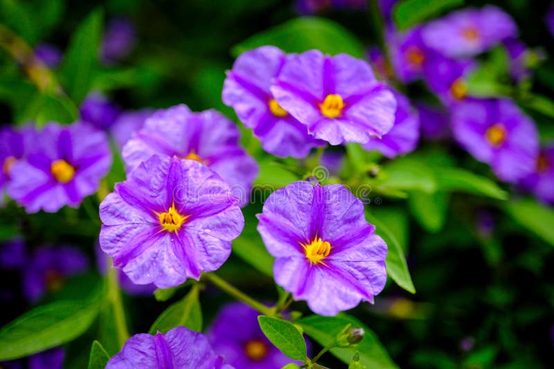 Especies De Solanum Rantonnetii : Lycianthes Rantonnetii Flowerin Foto ...