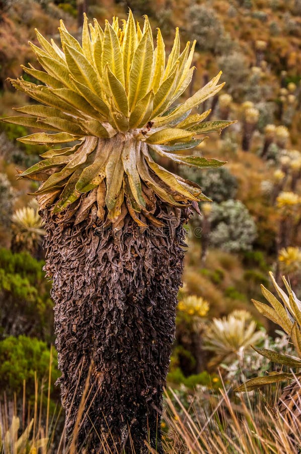 Espeletia Plant stock image. Image of fraylejon, environment - 26835197
