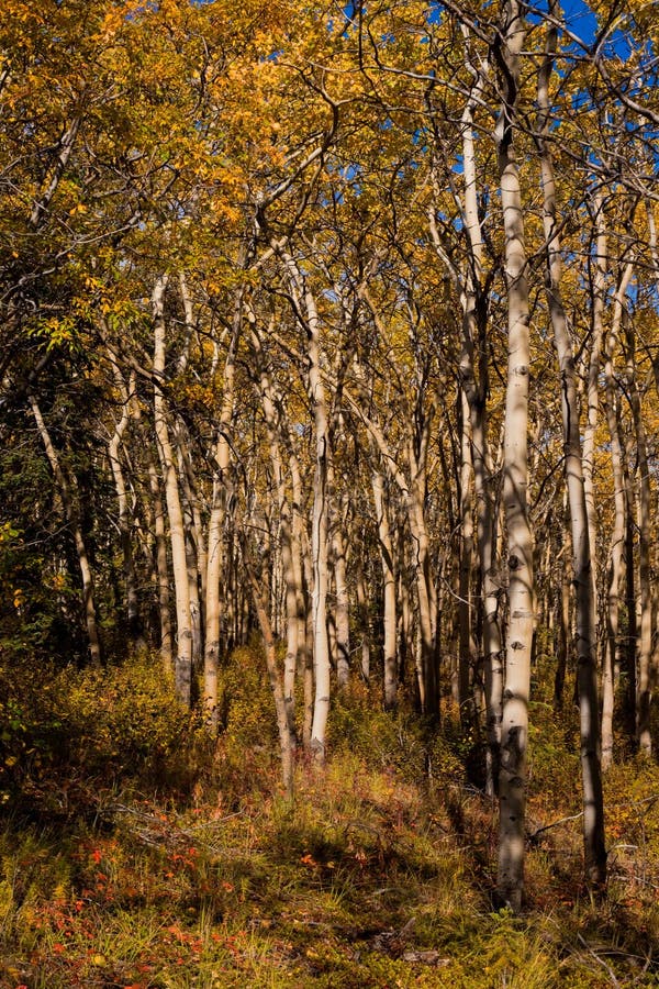 Golden Fall Aspen Trees Yukon Boreal Forest Taiga Stock Photo - Image ...