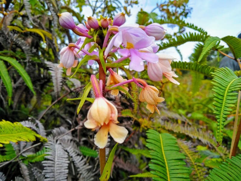 Espencora Stock Photos - Free & Royalty-Free Stock Photos from Dreamstime