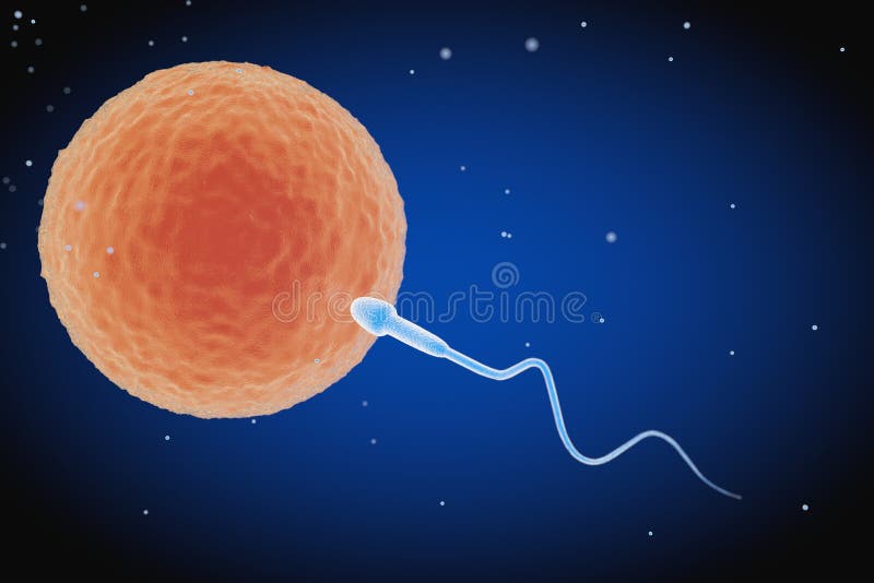 Espermatozoide Que Va Al óvulo Representación 3d Stock de ilustración ...