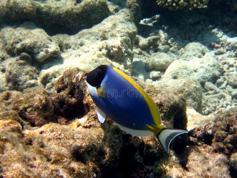 Espiga Agradable Del Azul De Polvo Imagen de archivo - Imagen de animal ...