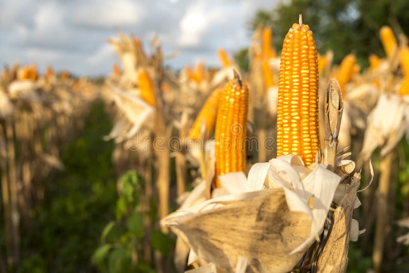 Espiga De Milho No Campo De Milho De Secagem No Outono Foto de Stock ...