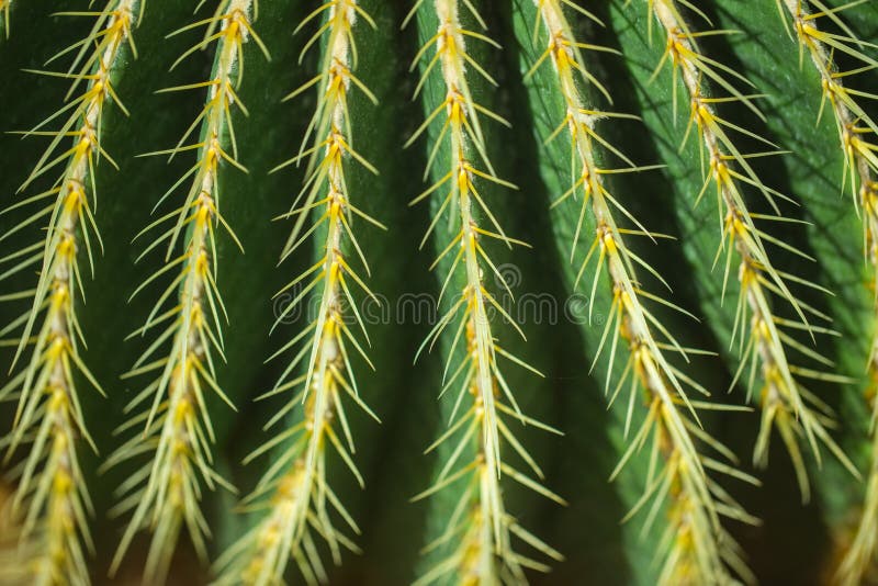 Espina Cactus Cactus Cerco De Cactus En Forma De Globo Con Espinas ...