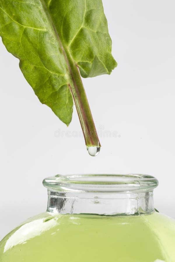 Espinafres Do Acetosa Do Rumex Do Jardim Da Azeda Comum Foto de Stock ...