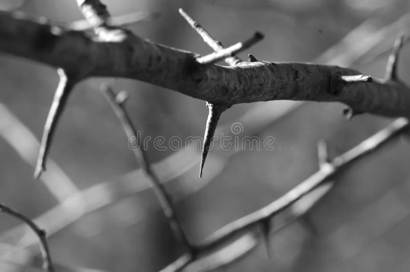 Espinas foto de archivo. Imagen de negro, detalle, espina - 3635000