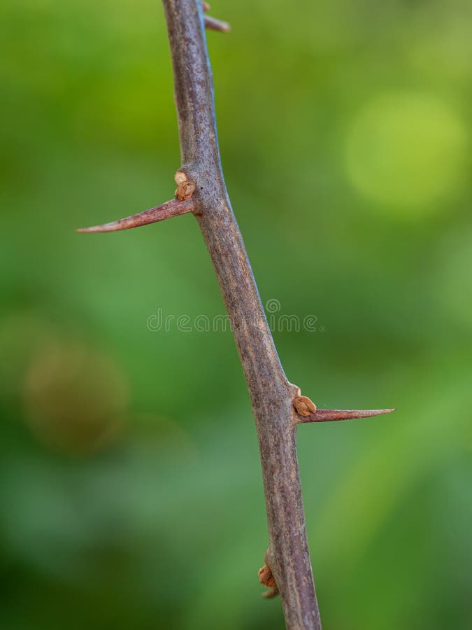 Espinas Agudas En Las Ramas De Las Flores De Papel Imagen de archivo ...