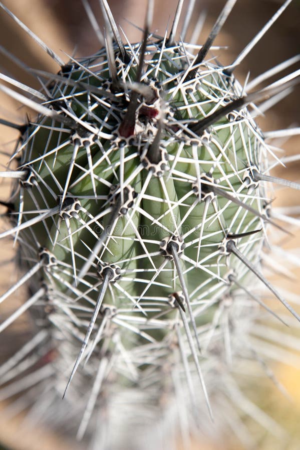 Cactus con las espinas foto de archivo. Imagen de canario - 130166472