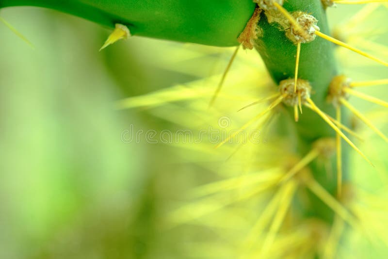 Espinas Del Cactus Espinas Macras Del Cactus Imagen de archivo - Imagen ...