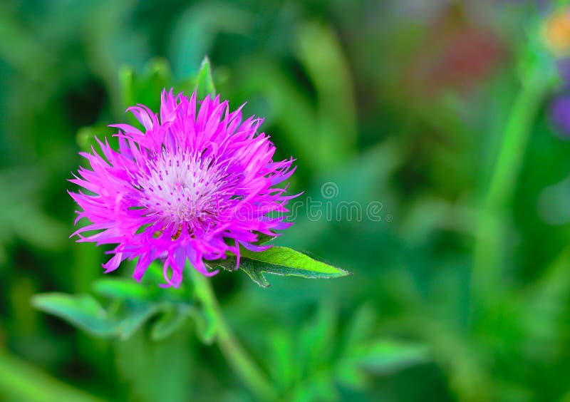 Espinhal De Flores De Campo Com Erva Verde No Fundo Imagem de Stock ...