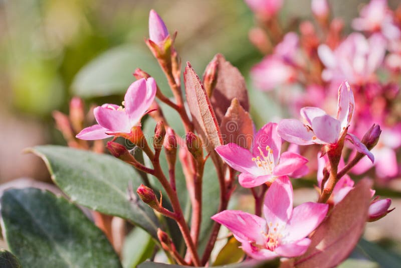 Arbusto De Espino Indio Enano