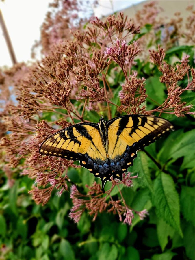 Espléndida Mariposa Monarca Esparce Alas Imagen de archivo - Imagen de ...
