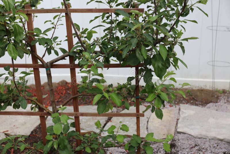 An Esplaier Apple Tree on a Wood Trellis with Small Apples Beginning To ...