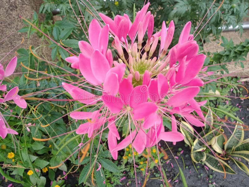 Esplendor guava spider imagem de stock. Imagem de folha - 266634599