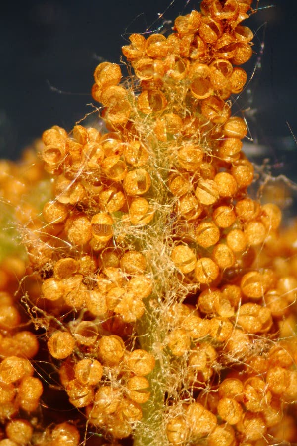 Esporangios De Brown Del Helecho De Canela Foto de archivo - Imagen de ...