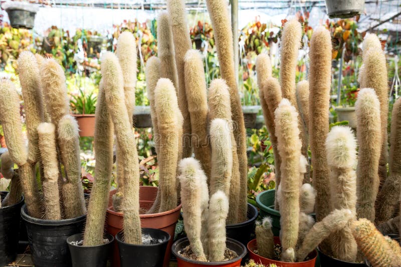 Espostoa Lanata or Peruvian Old Man Cactus in the Garden Stock Image ...