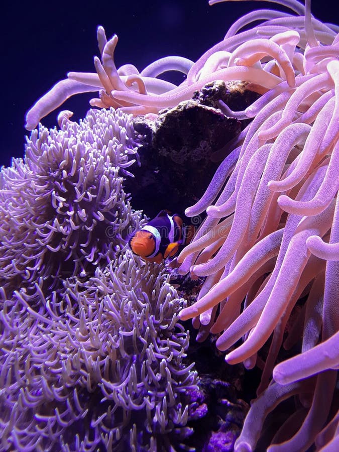 Nemo em anêmonas de mar imagem de stock. Imagem de okinawa - 59302229