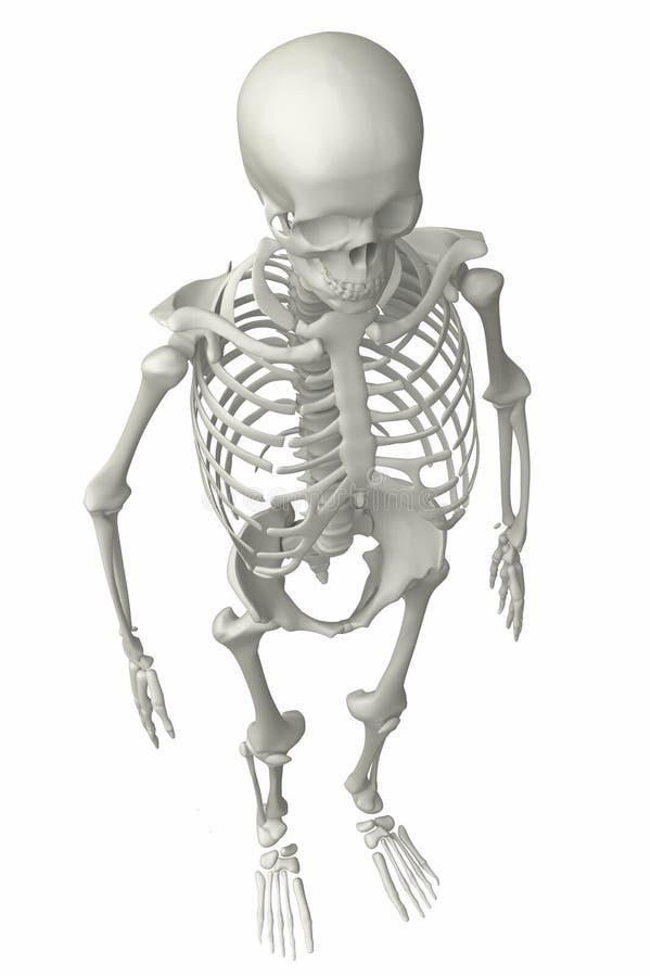 Esqueleto do primata ilustração stock. Ilustração de primata - 19282238