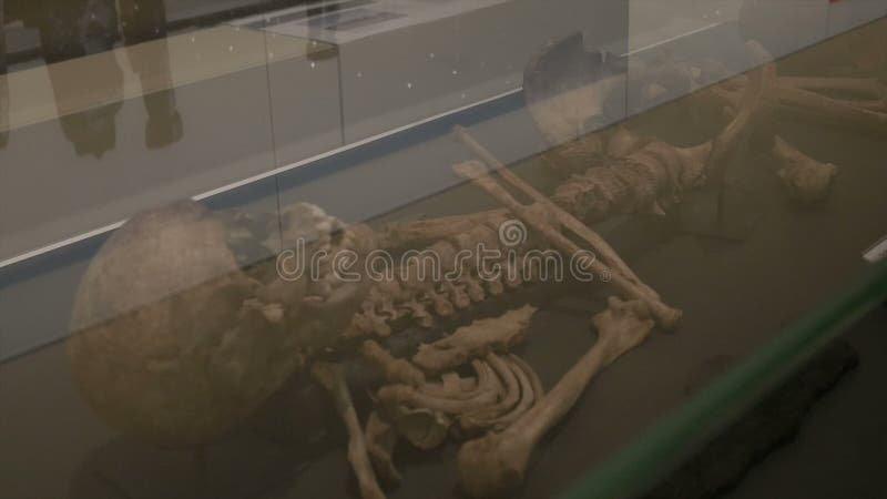 Esqueleto antiguo expuesto almacen de video. Vídeo de dado - 61643543