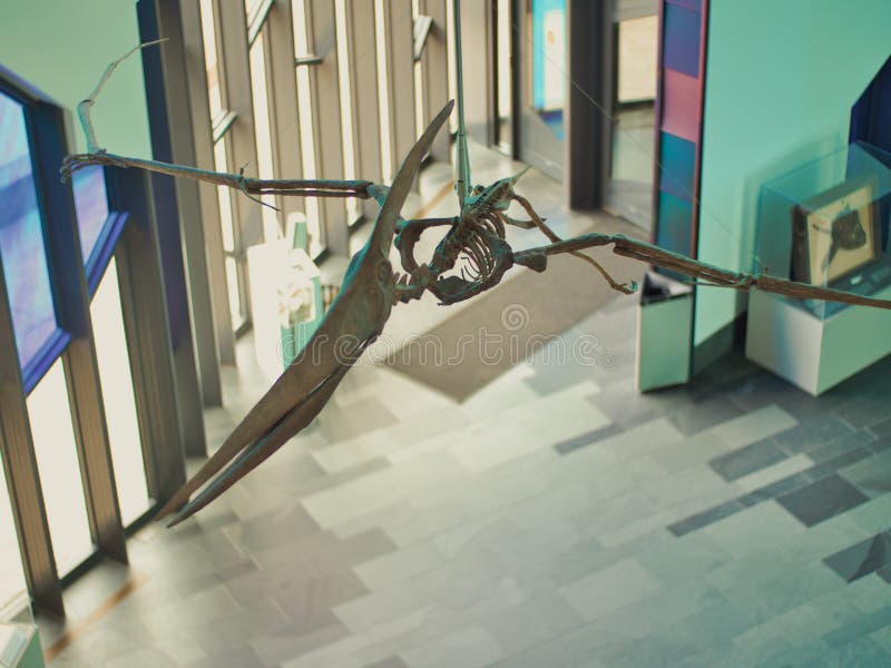 Esqueleto De Pterodactyl Dinosaur En El Museo En Prairiefire Foto ...
