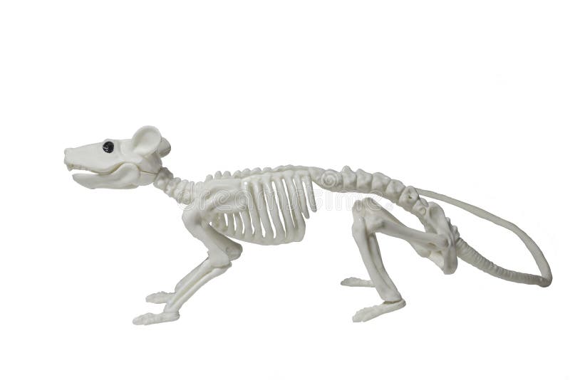 Esqueleto De Rato Sobre Fundo Branco Foto de Stock - Imagem de macro ...