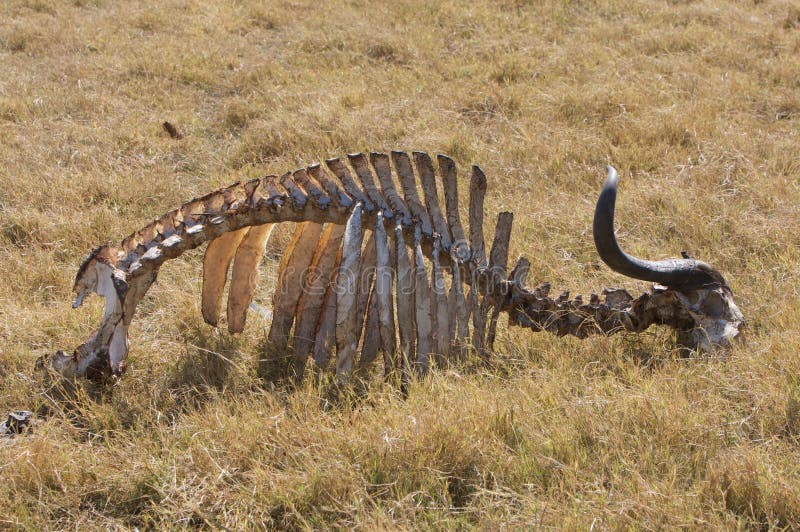Esqueleto del búfalo imagen de archivo. Imagen de muerte - 6207747