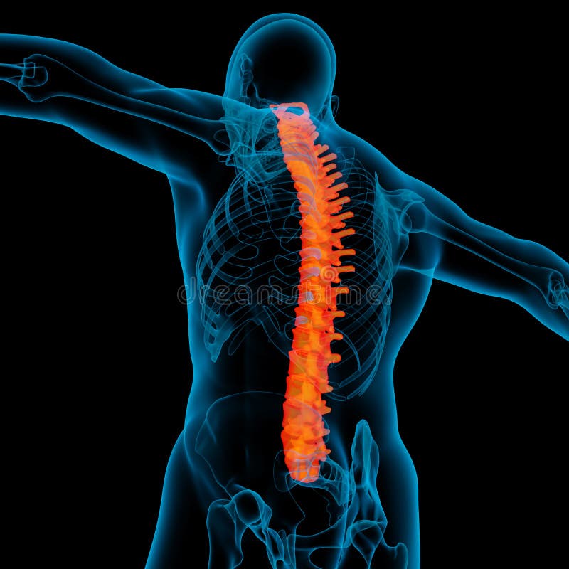 Esqueleto del hombre stock de ilustración. Ilustración de hombres ...