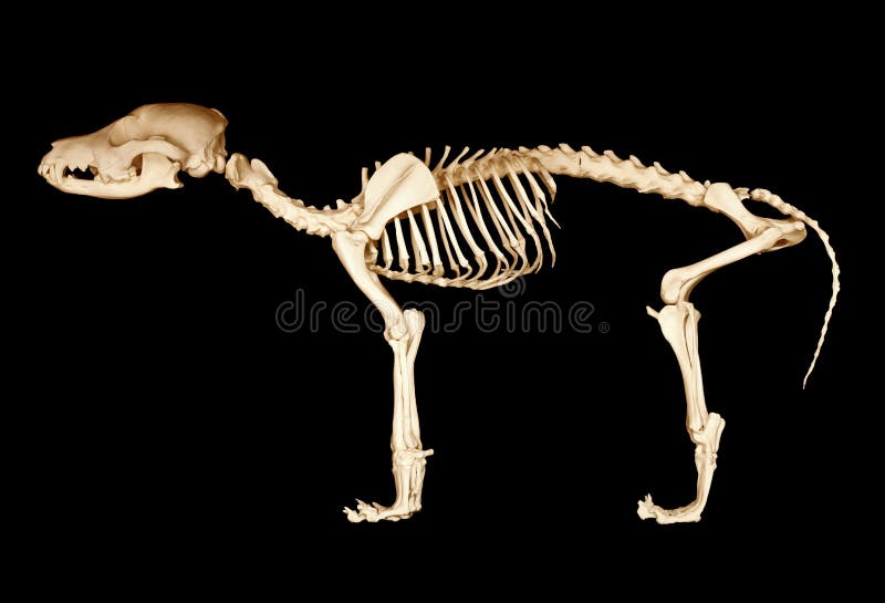 Esqueleto del perro foto de archivo. Imagen de animal - 27166860