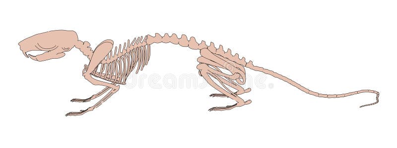 Esqueleto do rato ilustração stock. Ilustração de grande - 81900522