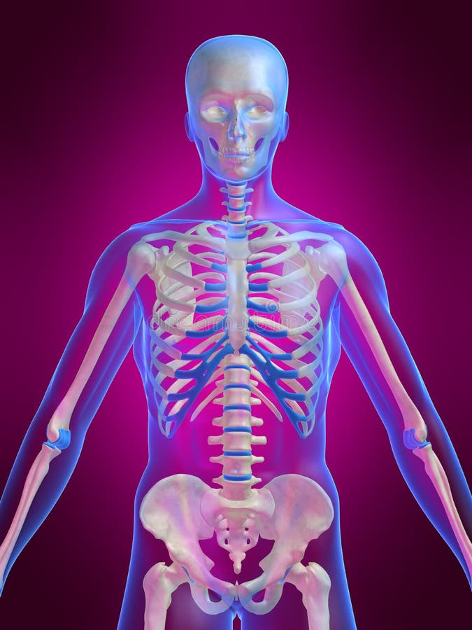 El esqueleto humano stock de ilustración. Ilustración de ilustraciones ...