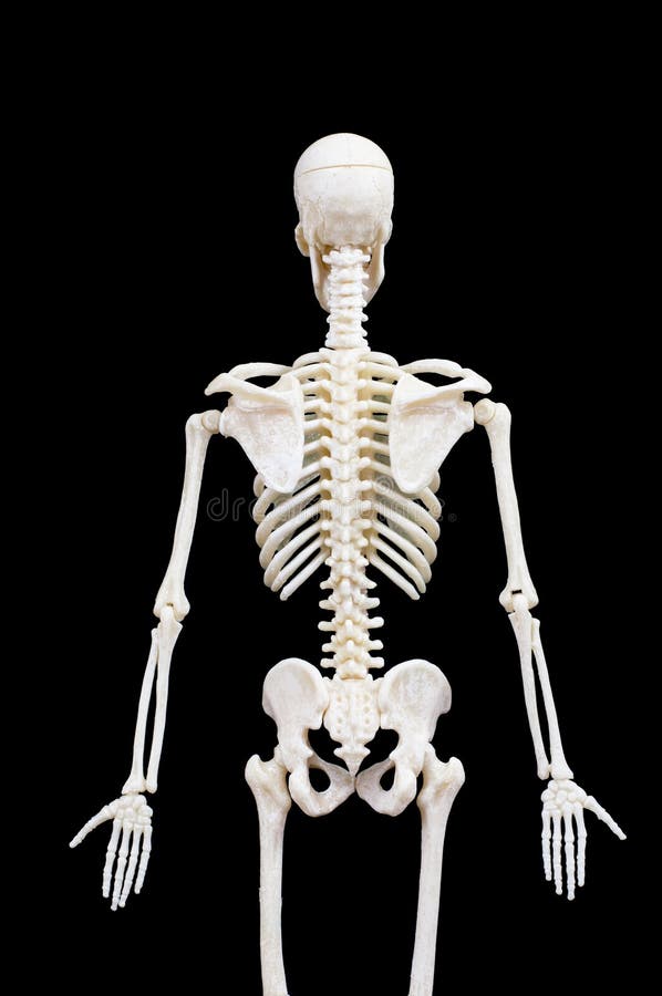 Presente Humano Del Esqueleto Algo (cuerpo Entero: Hea Principal Del ...