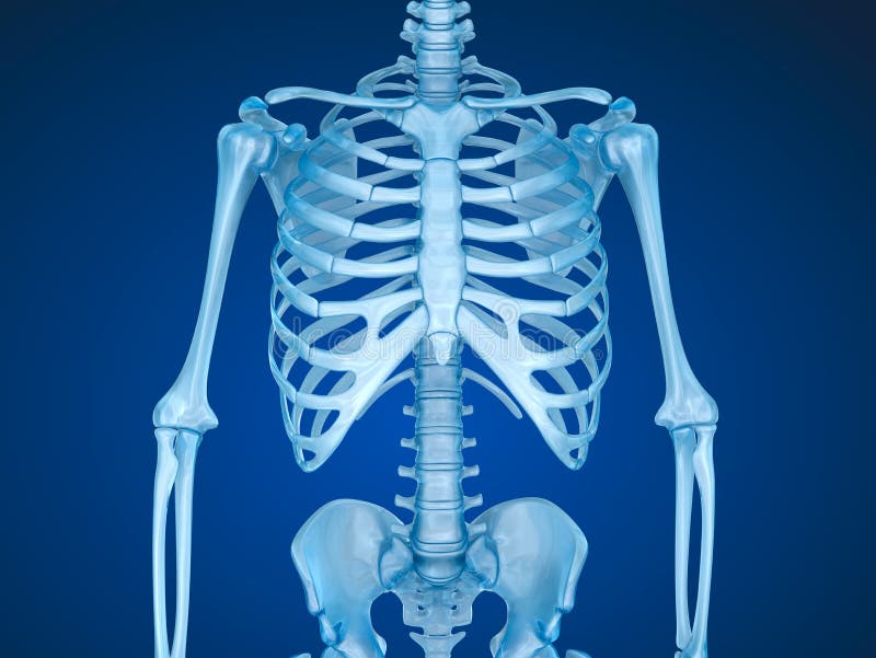 Esqueleto Humano: Ejemplo Médicamente Exacto 3D Del Pecho Del Pecho ...