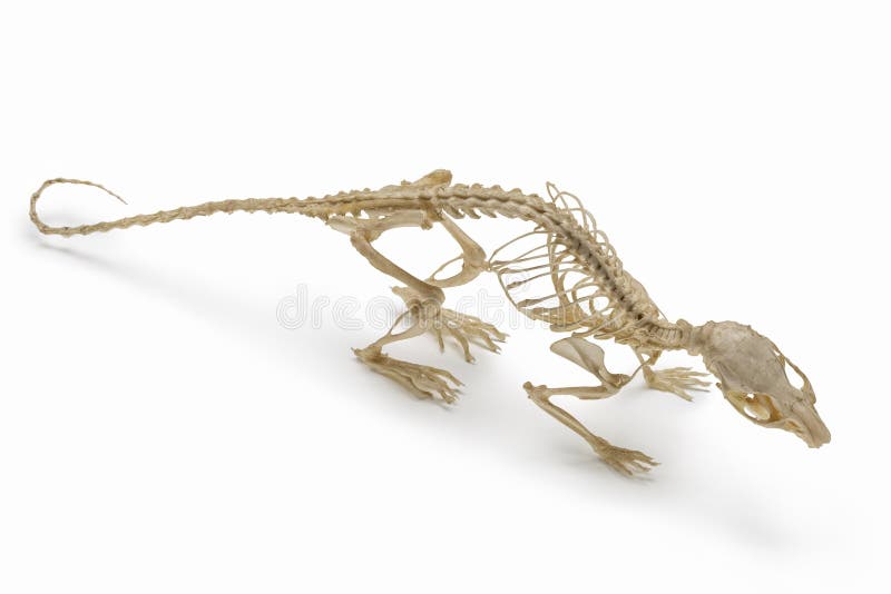 Roedores Esqueleto Del Ratón De La Rata Imagen de archivo - Imagen de ...