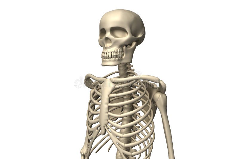 Torso Do Esqueleto Humano, Isolado Ilustração Stock - Ilustração de ...