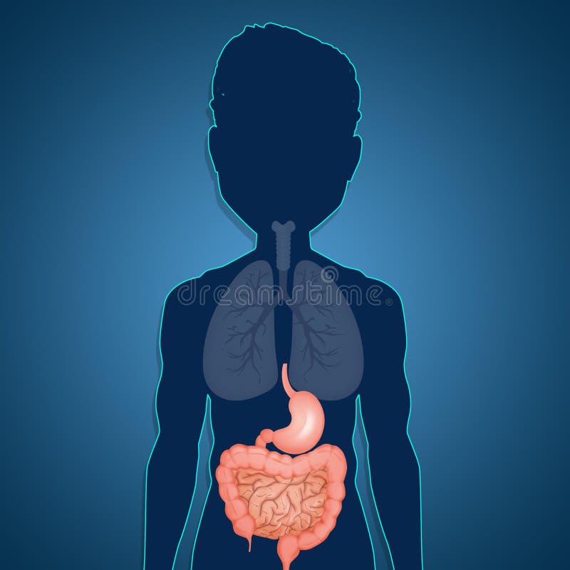 Esquema Del Sistema Digestivo Stock de ilustración - Ilustración de ...