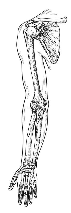 Esquema Da Anatomia Dos Ossos De Braço Ilustração Stock - Ilustração de ...