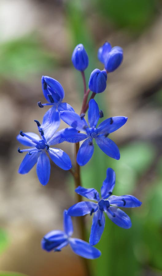 Esquila azul hermosa foto de archivo. Imagen de imagen - 86673064