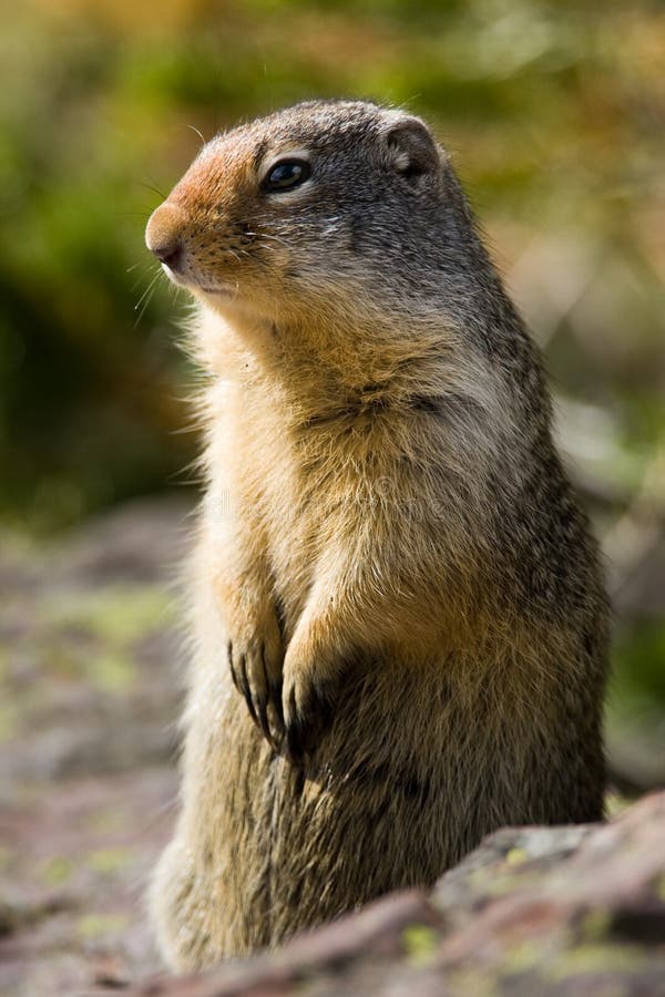 Porco Assobio De Esquilo-do-colombiano Foto de Stock - Imagem de ...
