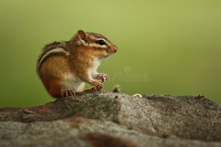 Esquilo-da-bochecha imagem de stock. Imagem de animal - 35122893