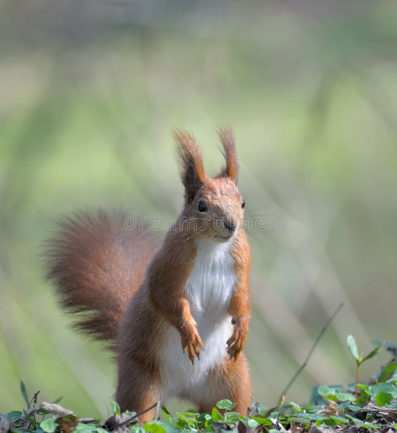 Esquilo foto de stock. Imagem de olhar, olho, verde, curioso - 42336282