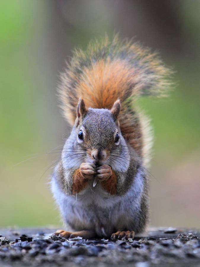 Esquilo foto de stock. Imagem de esquilo - 103530512