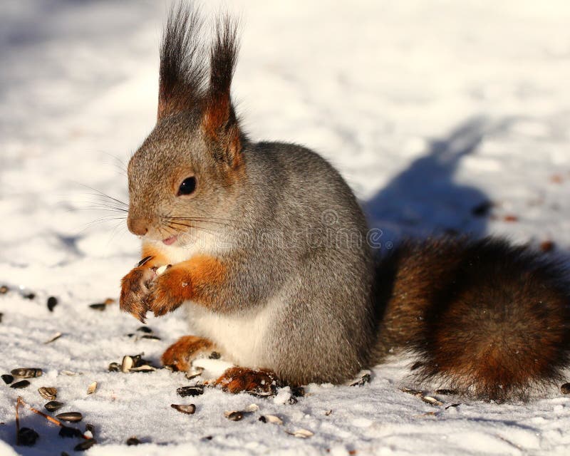 Esquilo foto de stock. Imagem de interesse, amigo, brilho - 50137902