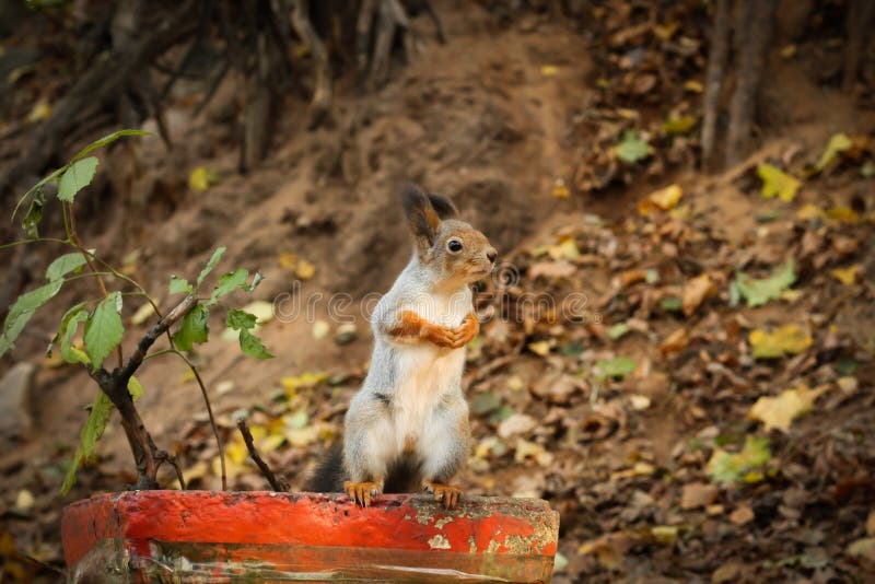 Esquilo imagem de stock. Imagem de floresta, parque, queda - 61116289